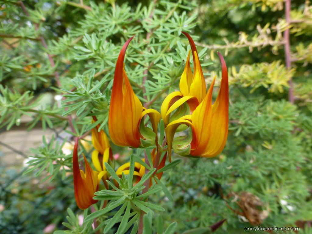 Štírovník skvrnitý Gold Flash (Lotus maculatus) | Encyklopedie-cs.com