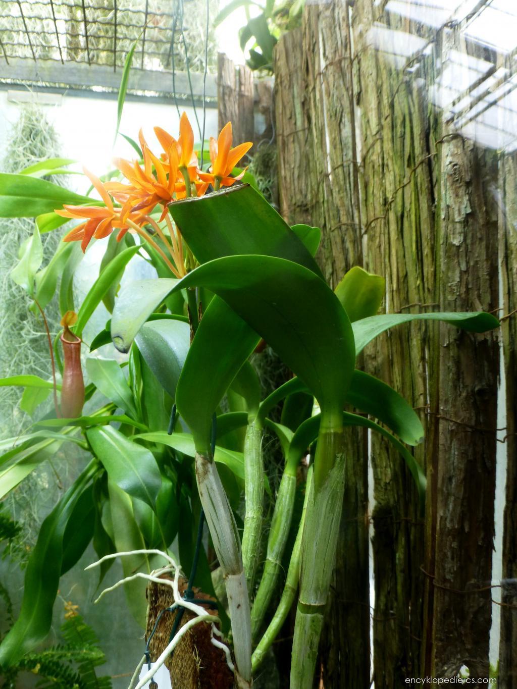 Katleja (Cattleya aurantiaca) | Encyklopedie-cs.com