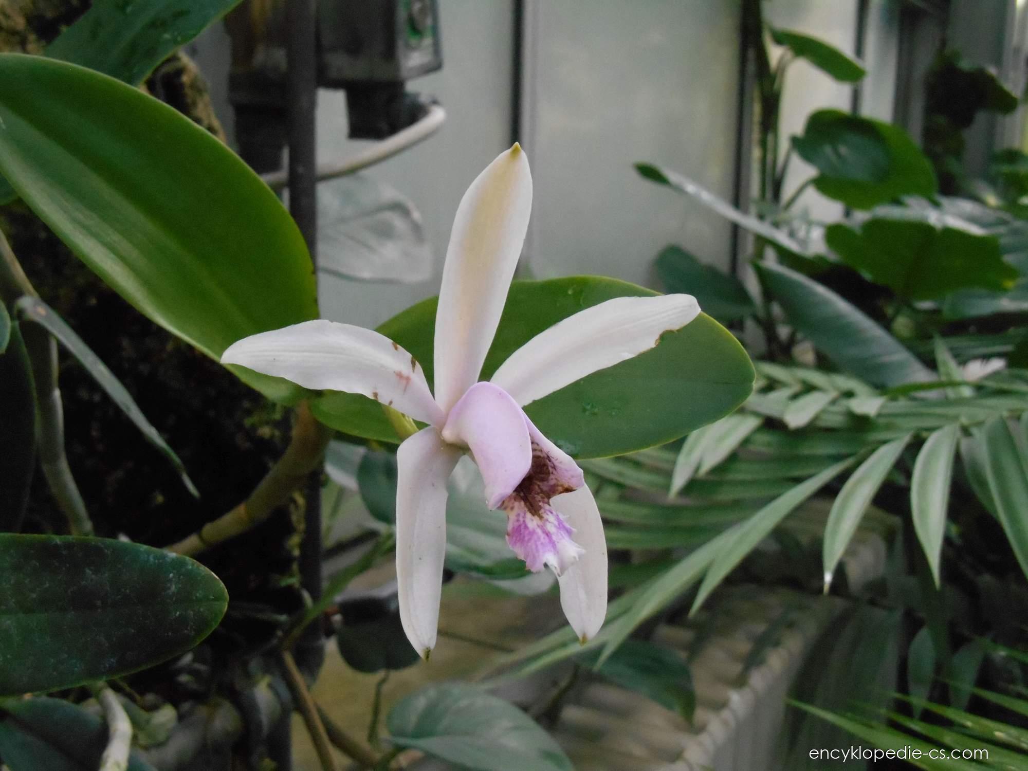 Katleja (Cattleya x venosa) | Encyklopedie-cs.com