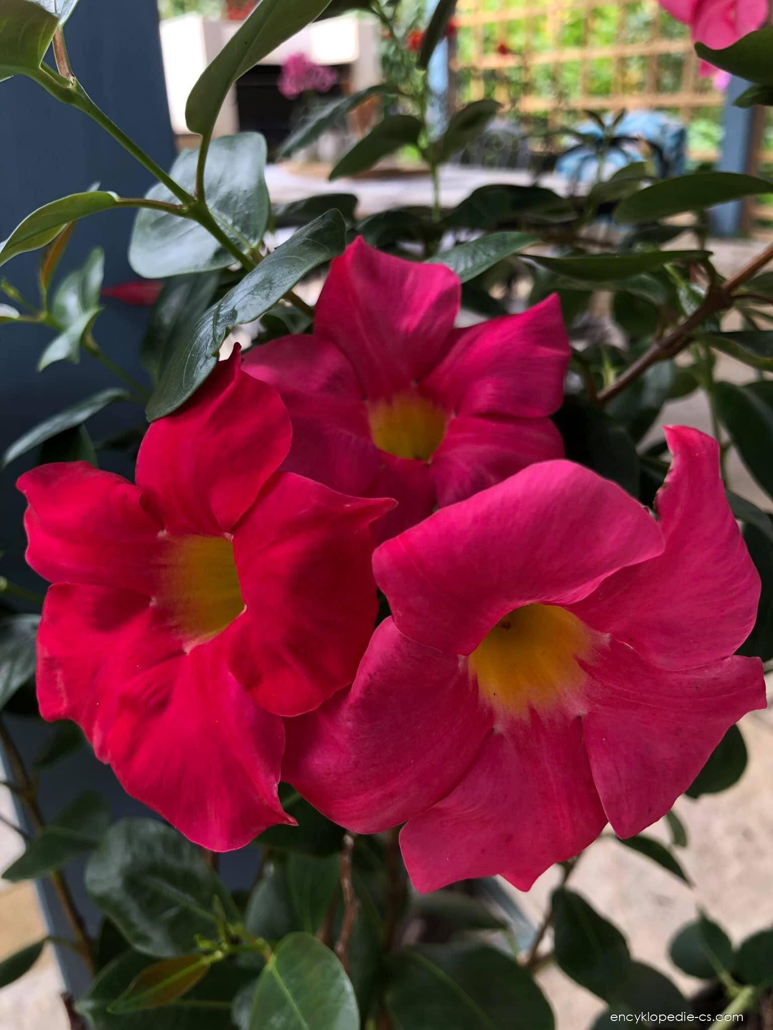 Mandevila - pěstování (Mandevilla) | Encyklopedie-cs.com
